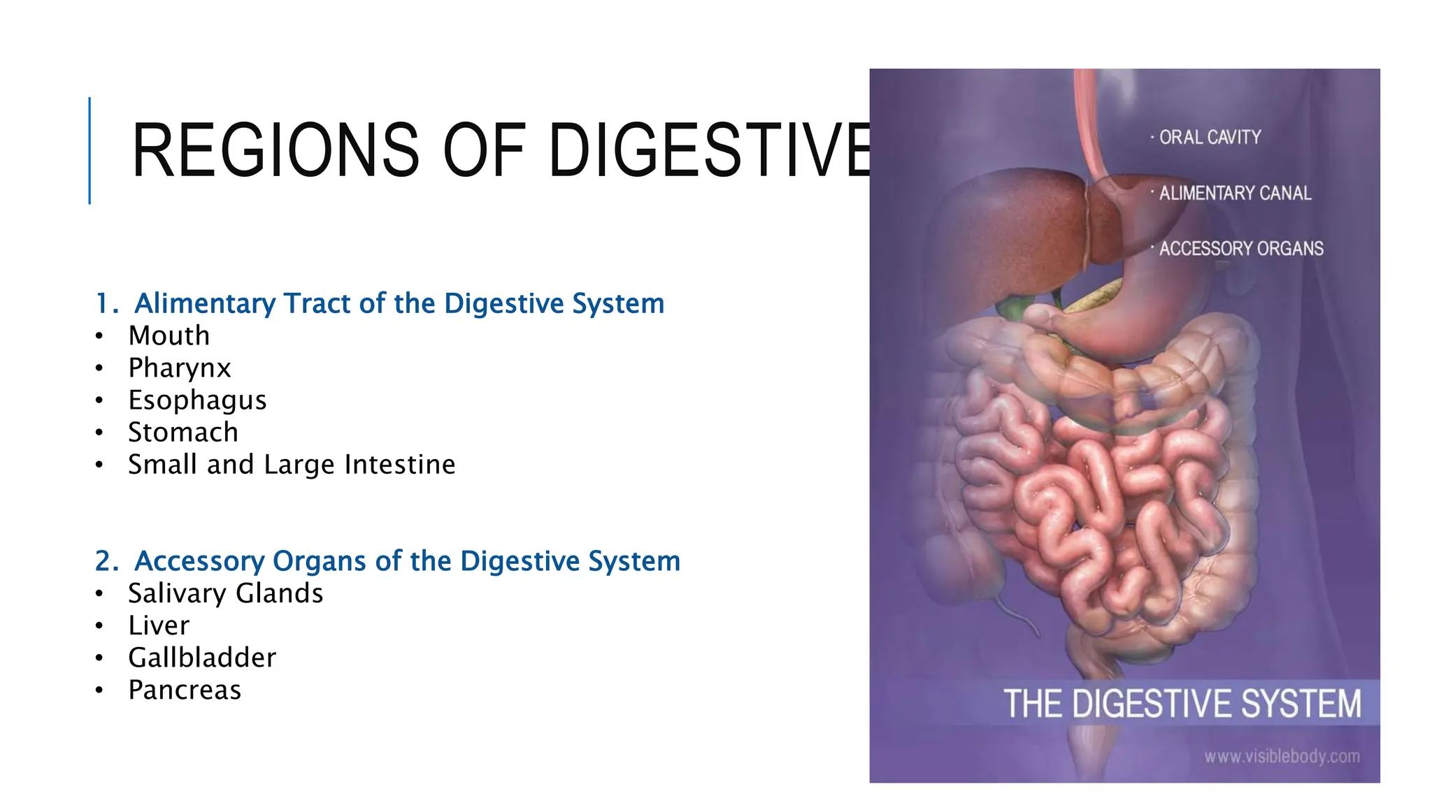 Anatomy of Human Digestive System (1).pptx