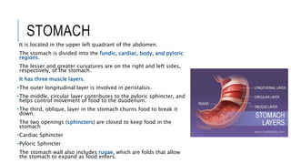 Anatomy of Human Digestive System (1).pptx