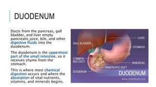 Anatomy of Human Digestive System (1).pptx