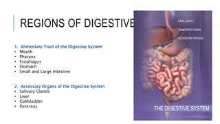 Anatomy of Human Digestive System (1).pptx