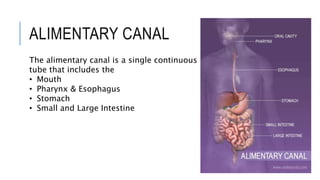 Anatomy of Human Digestive System (1).pptx
