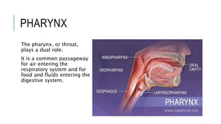 Anatomy of Human Digestive System (1).pptx