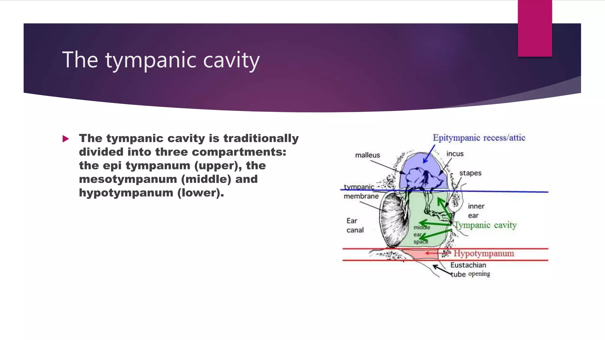 Anatomy of human ear | PPTX