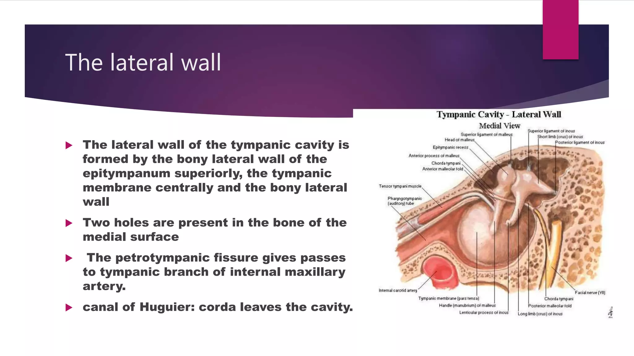 Anatomy of human ear | PPTX