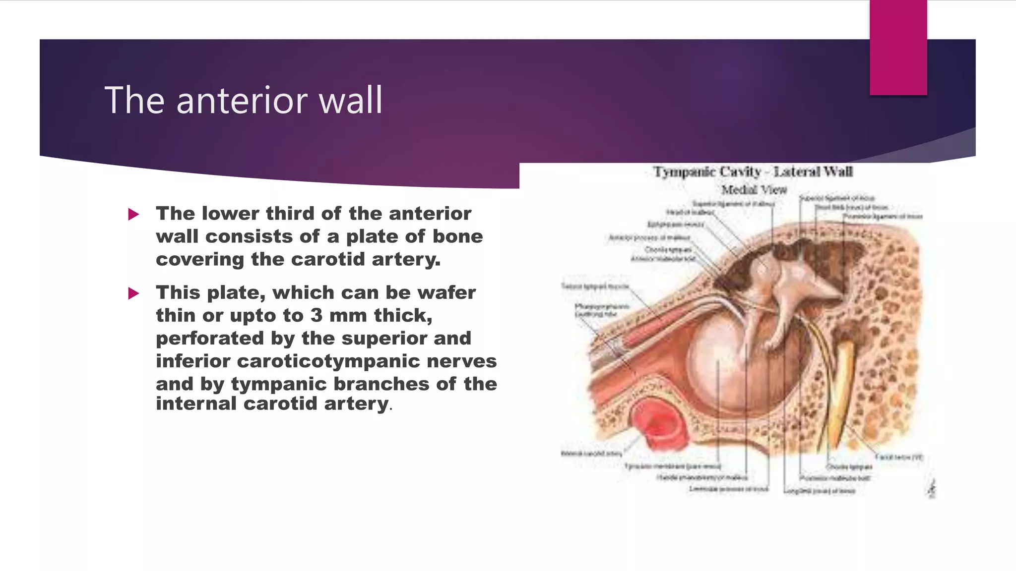 Anatomy of human ear | PPTX