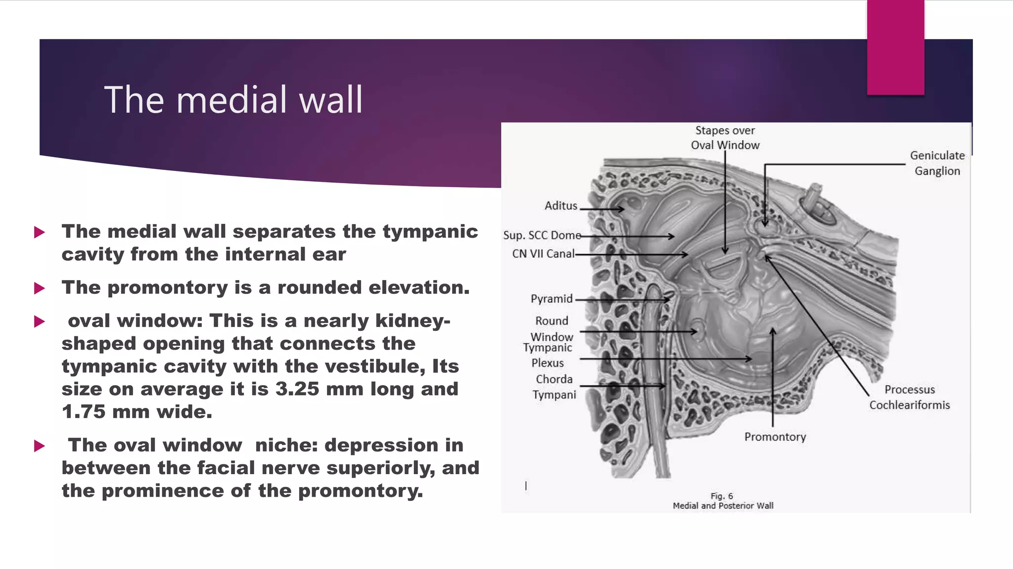 Anatomy of human ear | PPTX