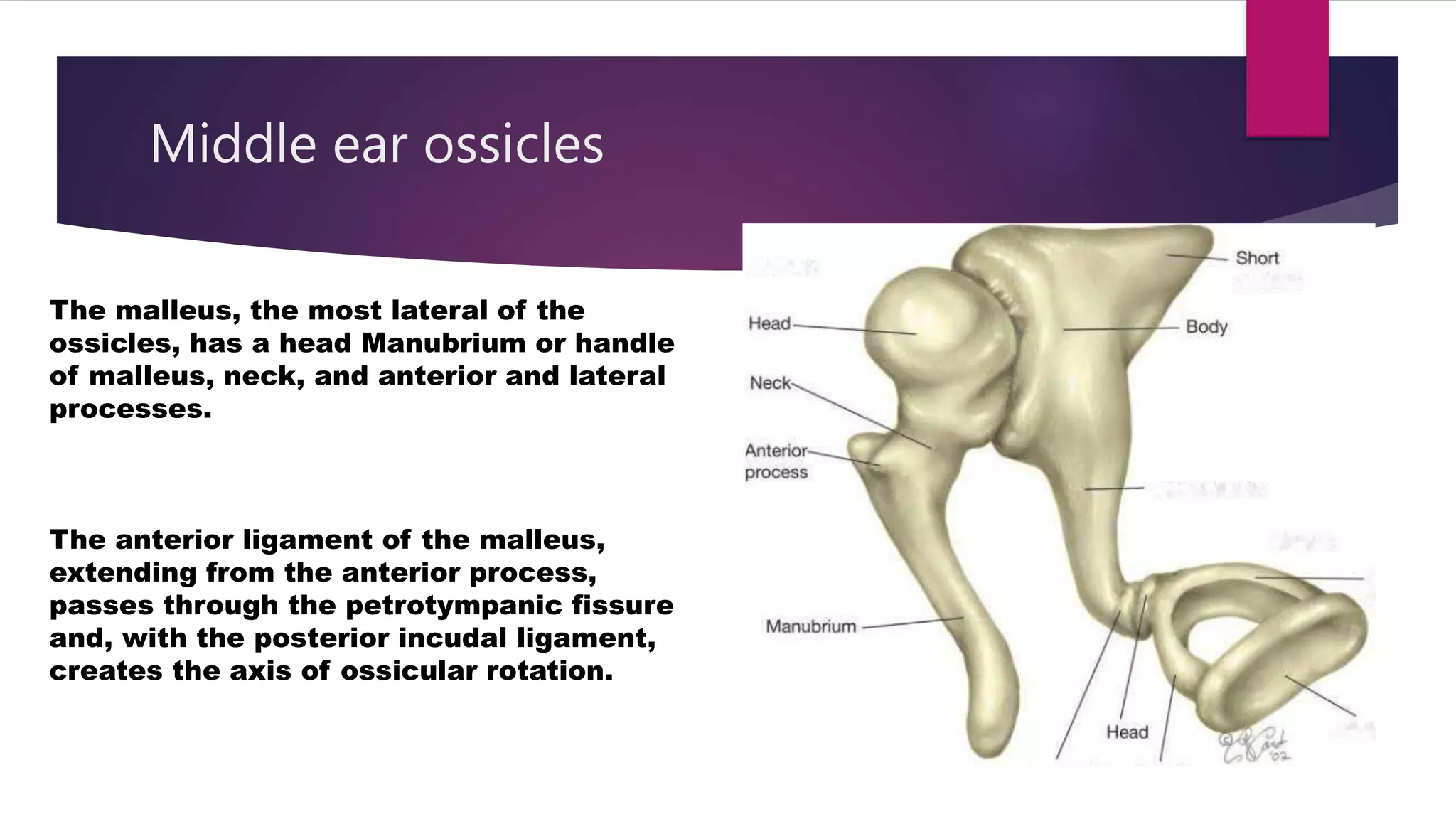 Anatomy of human ear | PPTX