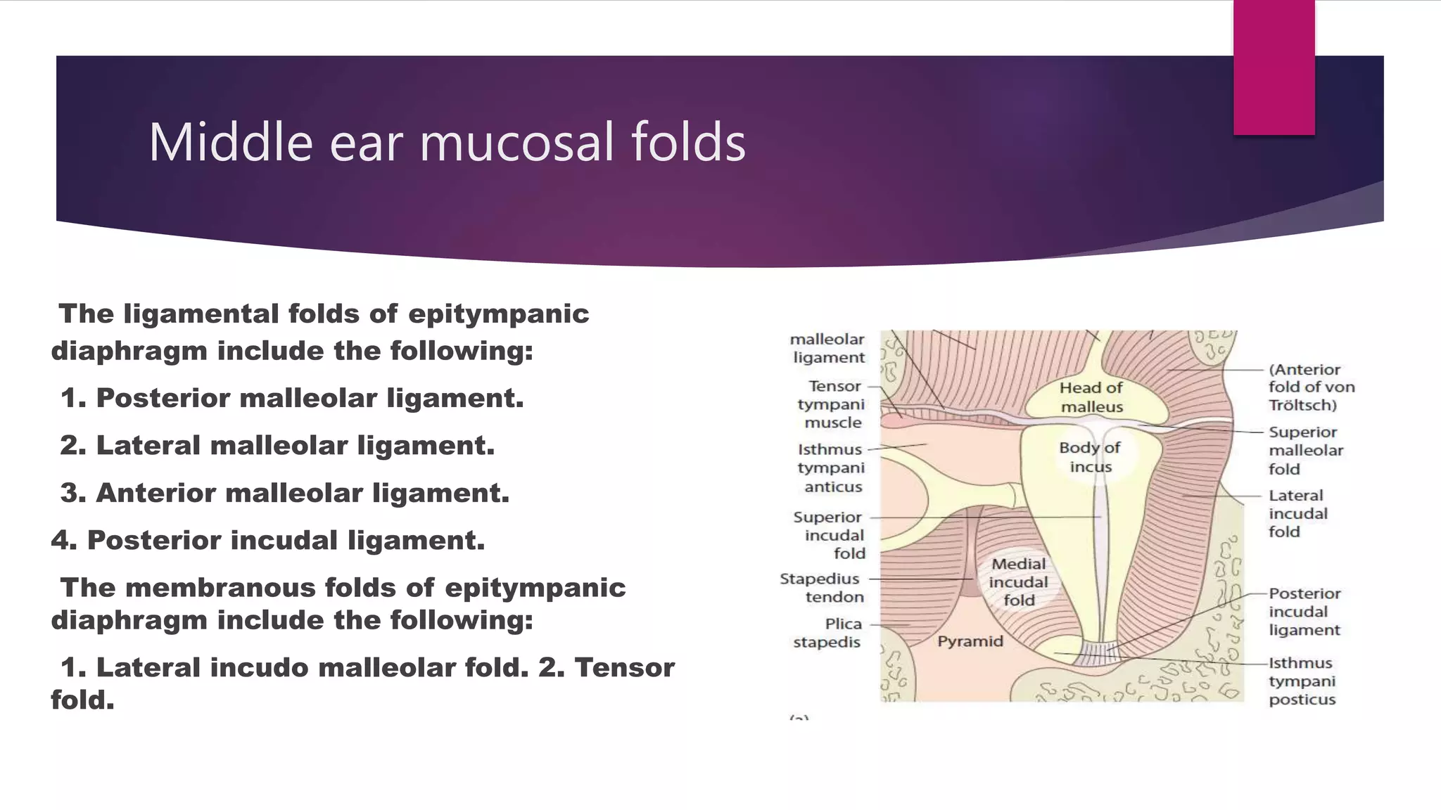 Anatomy of human ear | PPTX