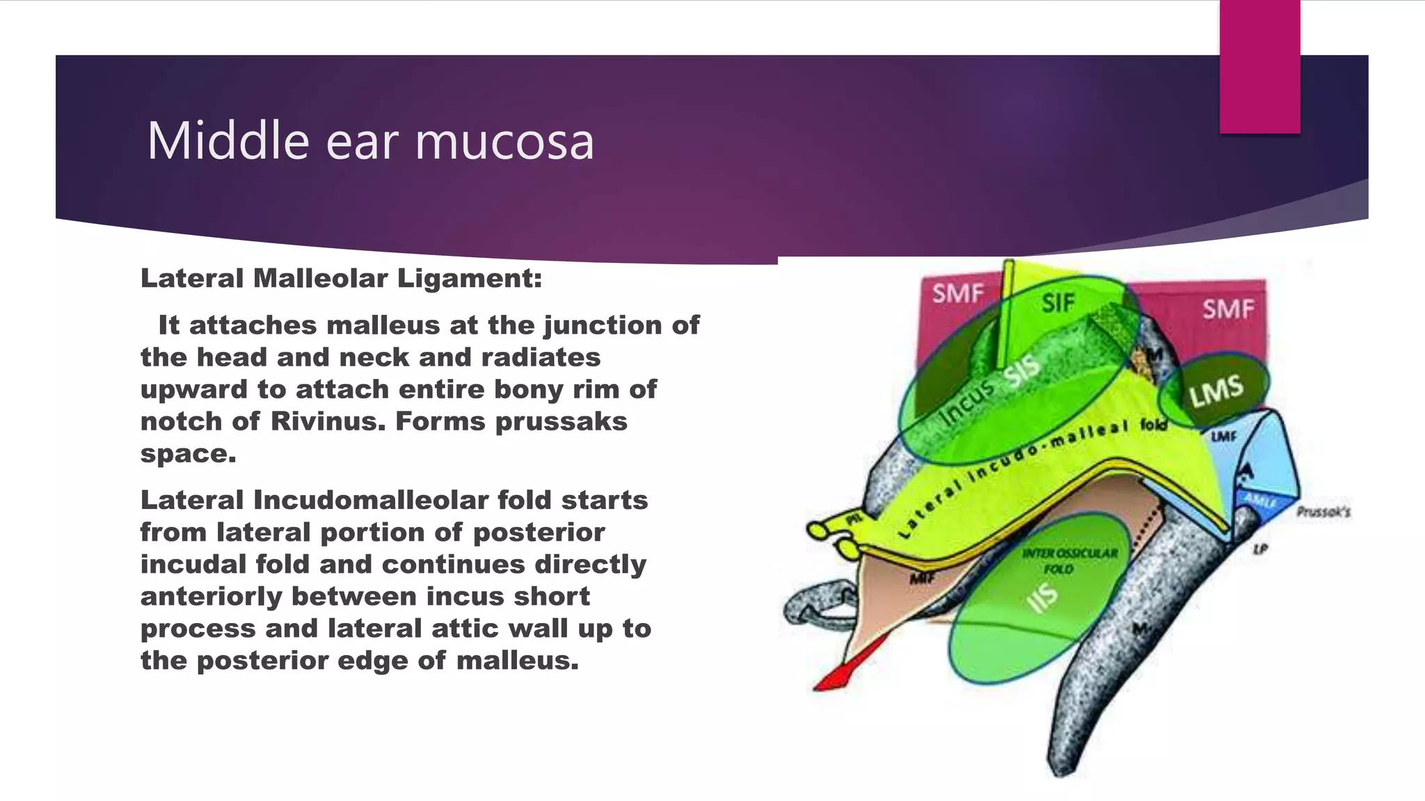 Anatomy of human ear | PPTX