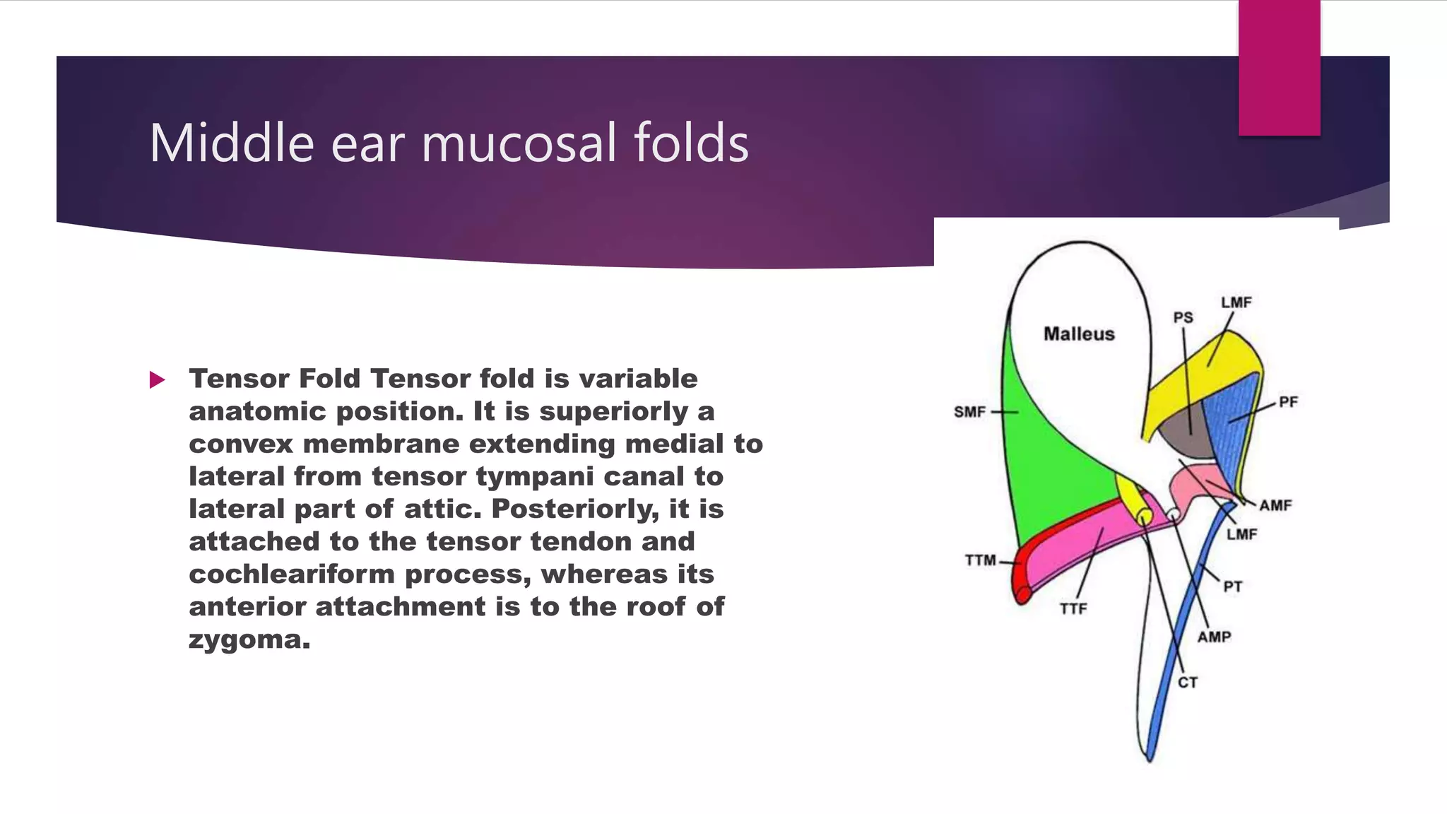 Anatomy of human ear | PPTX