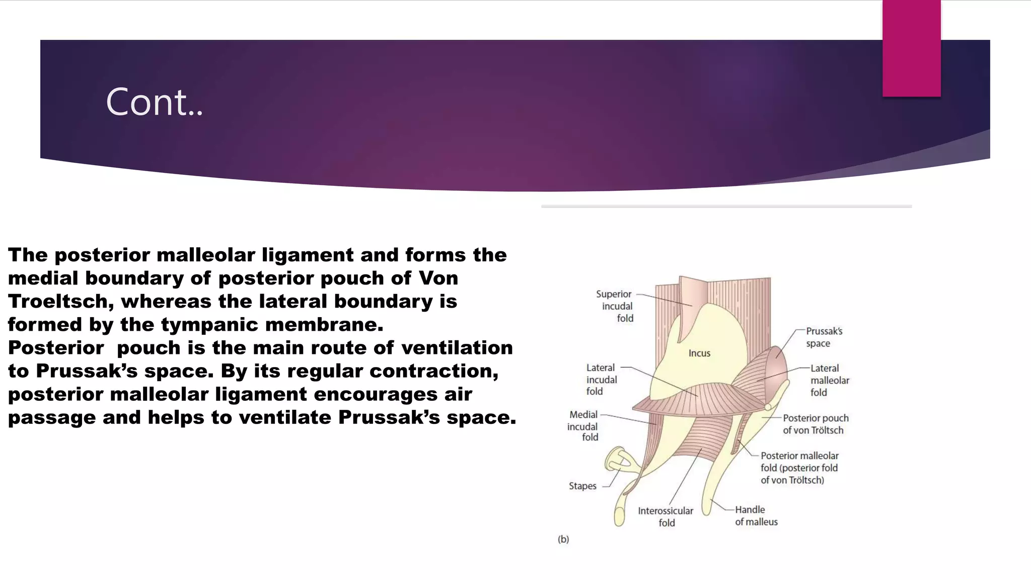 Anatomy of human ear | PPTX