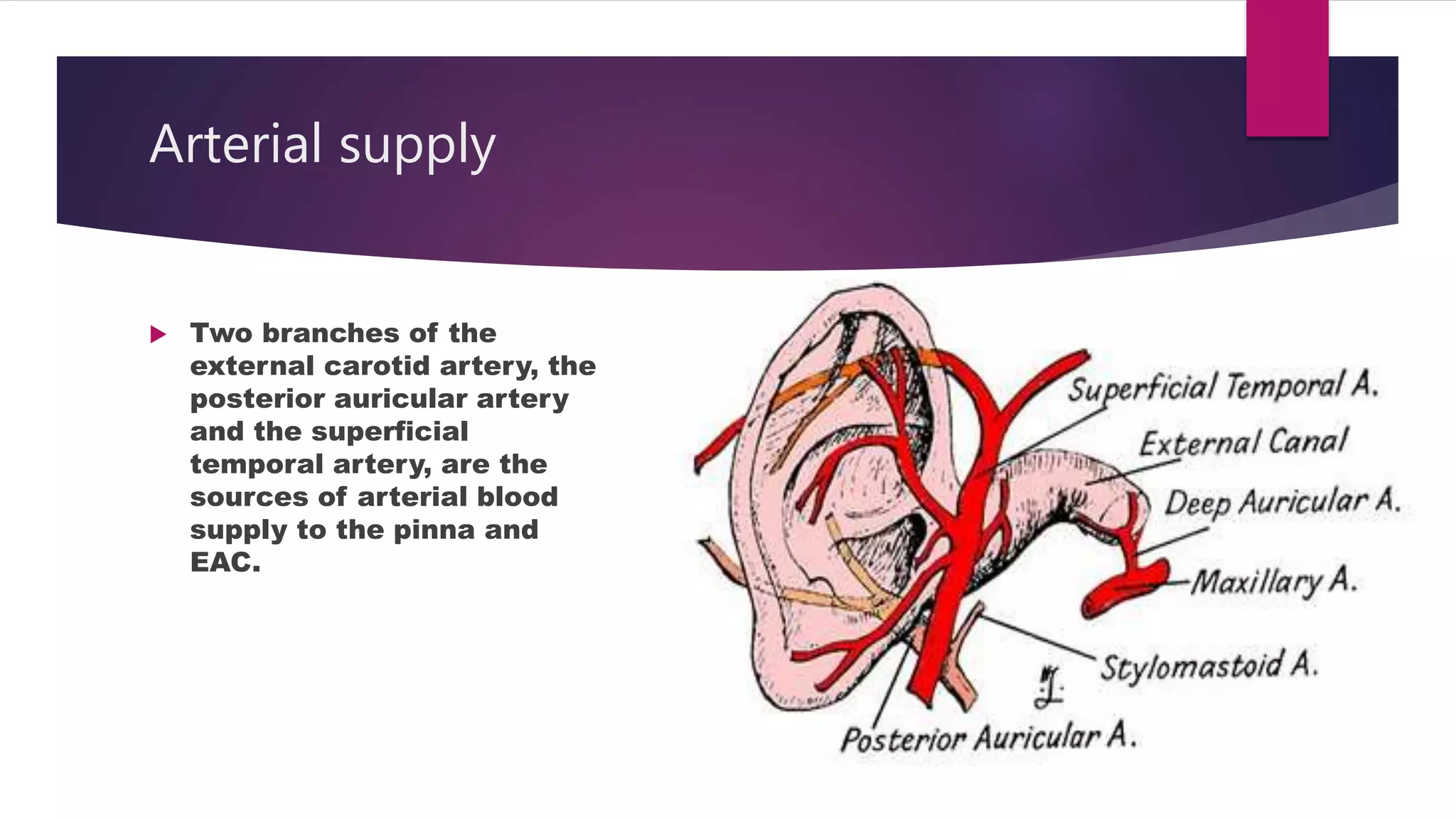 Anatomy of human ear | PPTX