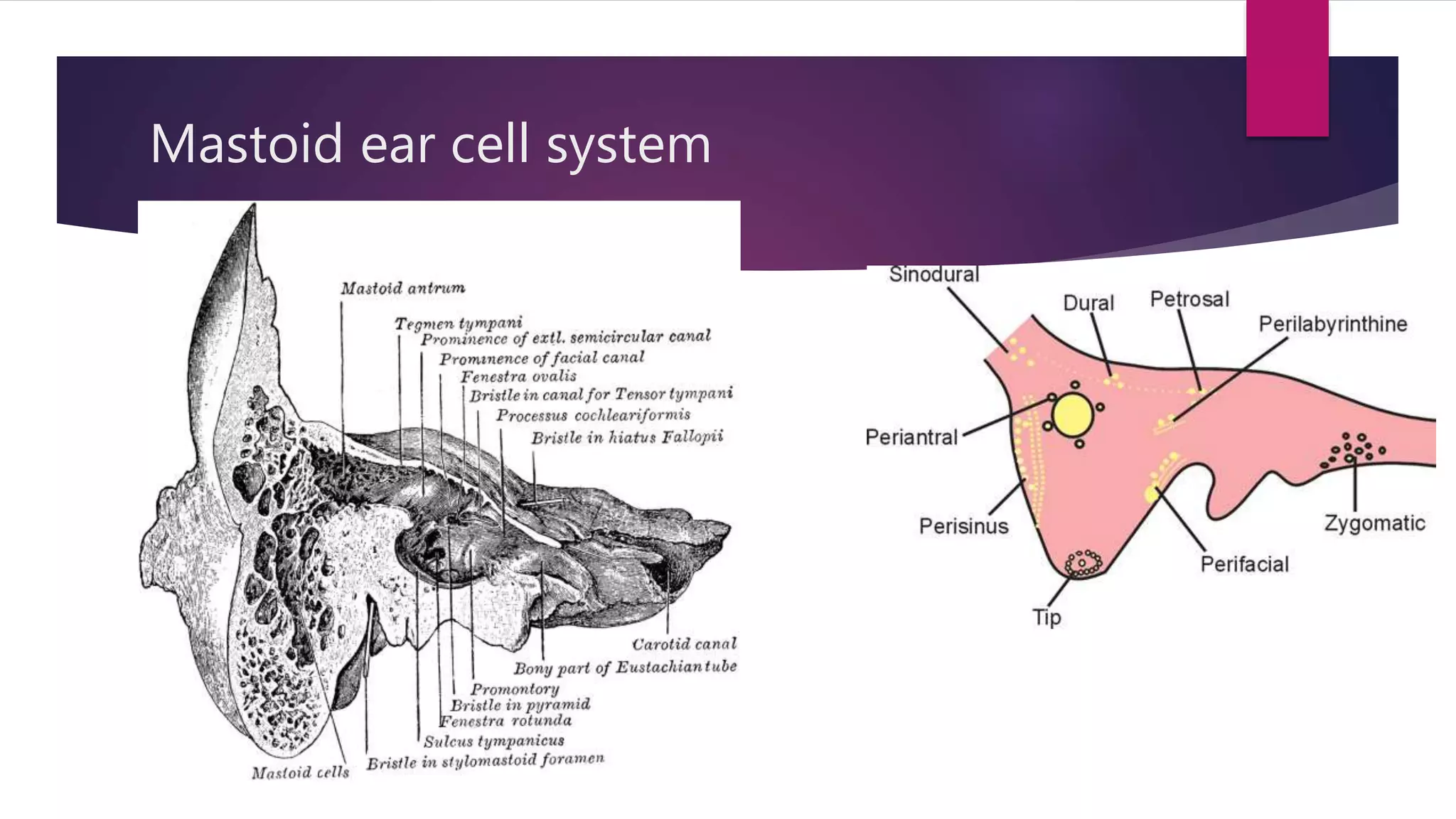 Anatomy of human ear | PPTX