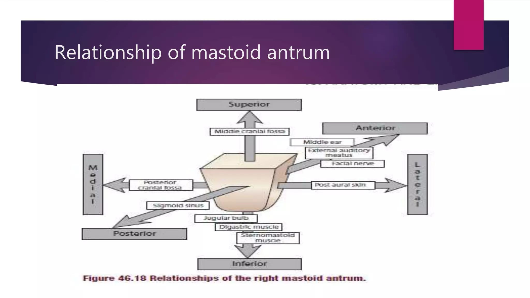 Anatomy of human ear | PPTX