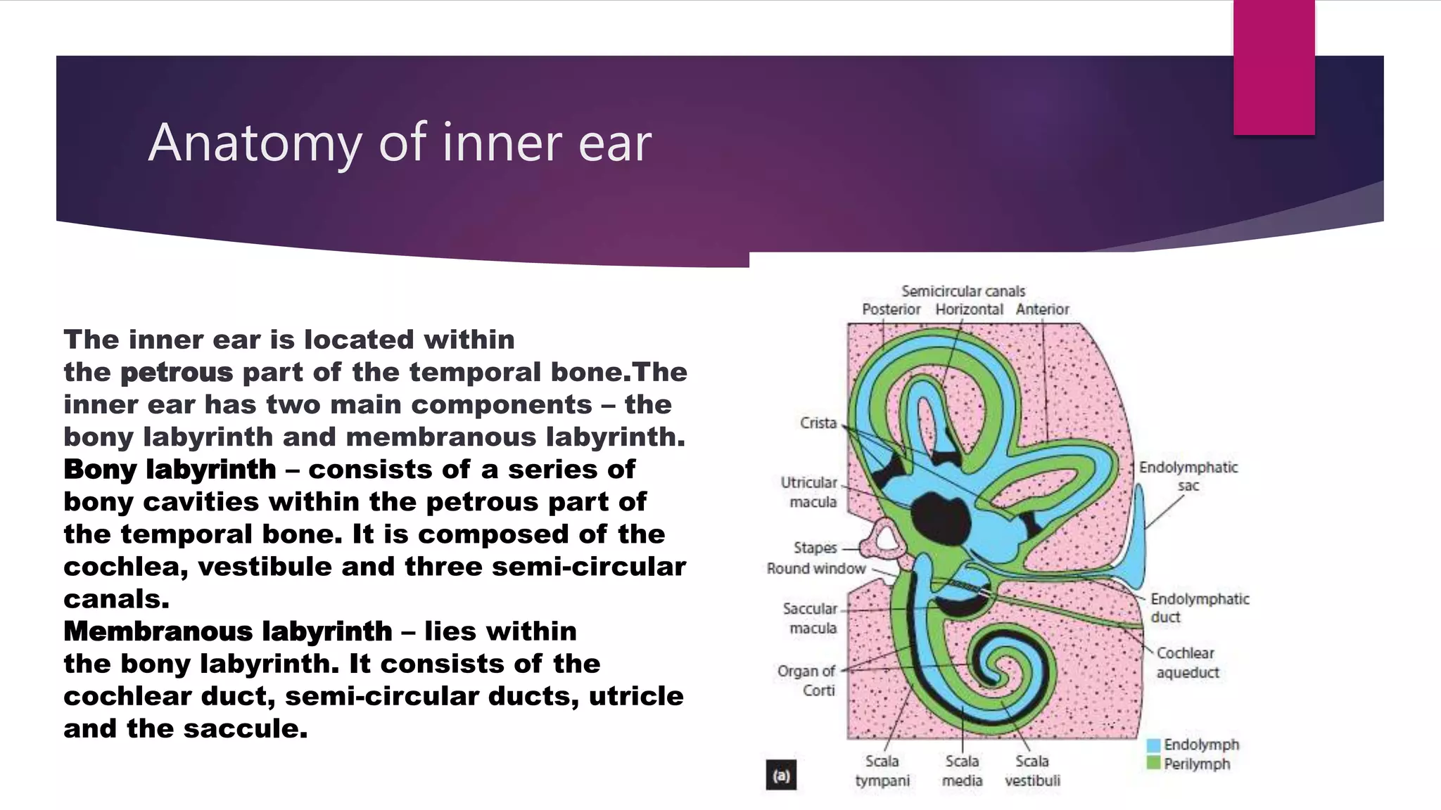 Anatomy of human ear | PPTX