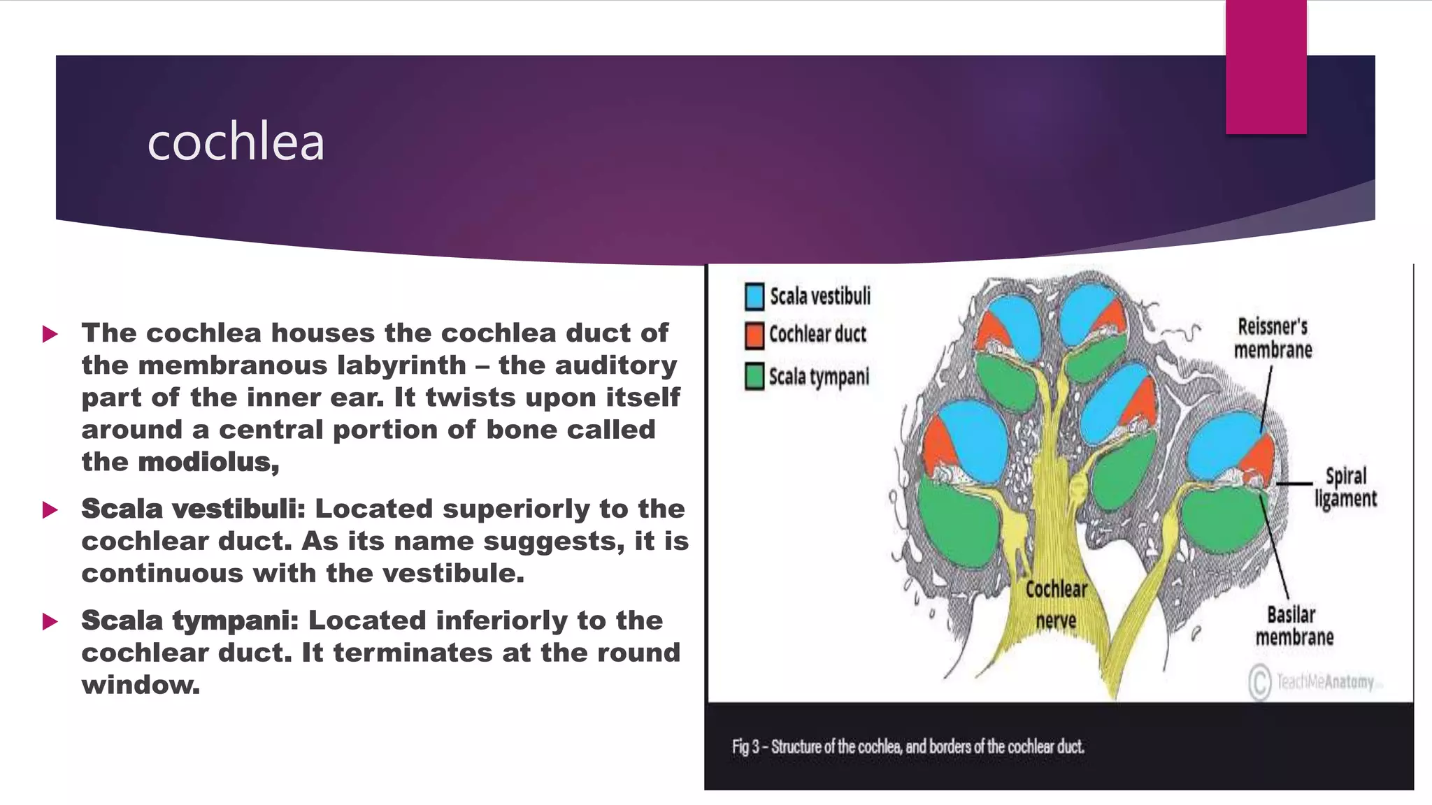 Anatomy of human ear | PPTX