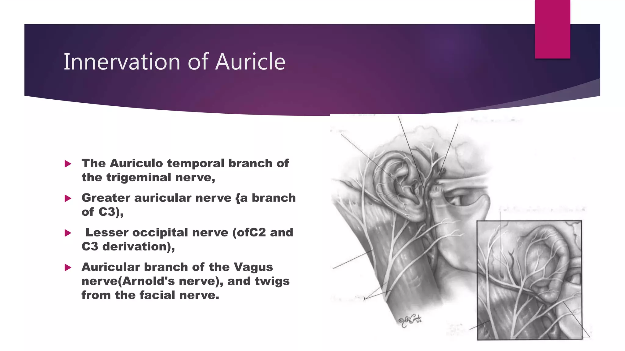 Anatomy of human ear | PPTX