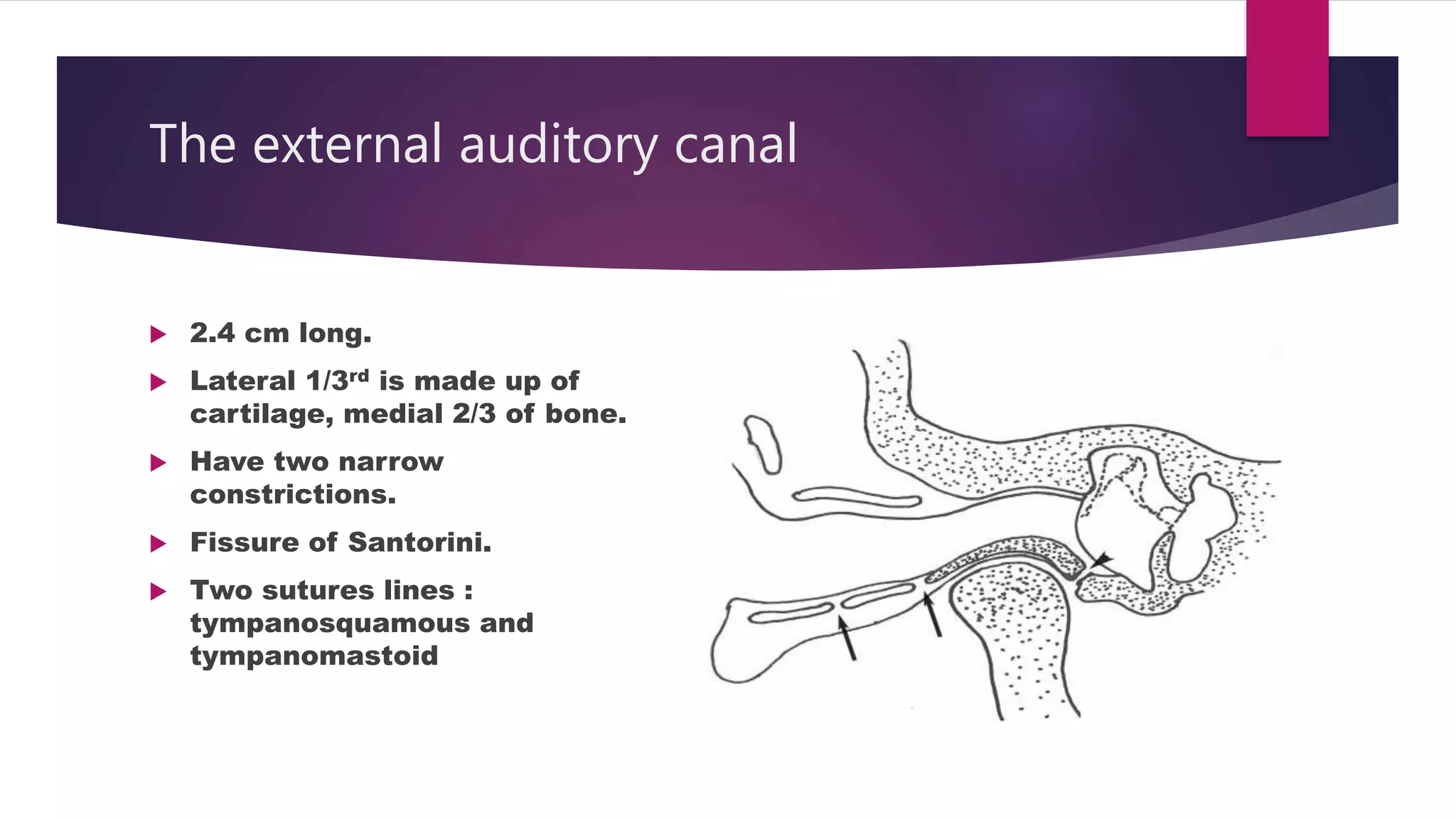 Anatomy of human ear | PPTX
