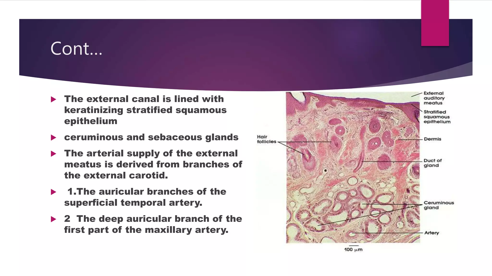 Anatomy of human ear | PPTX