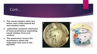 Anatomy of human ear | PPTX
