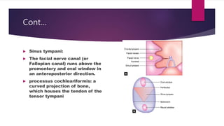 Anatomy of human ear | PPTX