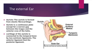Anatomy of human ear | PPTX