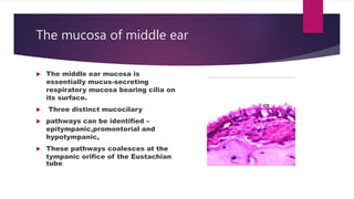 Anatomy of human ear | PPTX