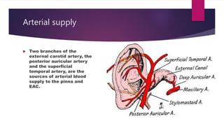 Anatomy of human ear | PPTX