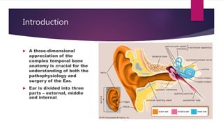 Human Cochlea Dissection