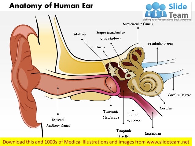 Middle Ear Diagram