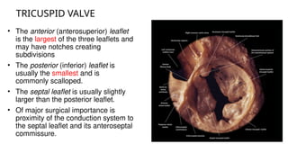 Anatomy of human heart valve and structure.pptx
