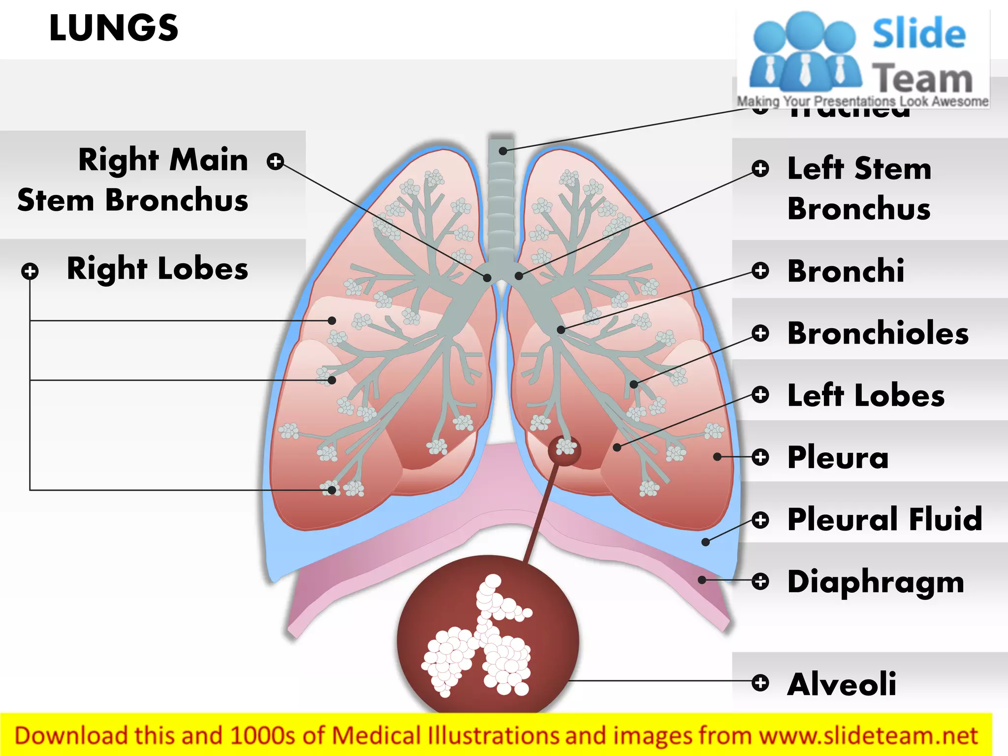 Anatomy of human lungs medical images for power point | PDF
