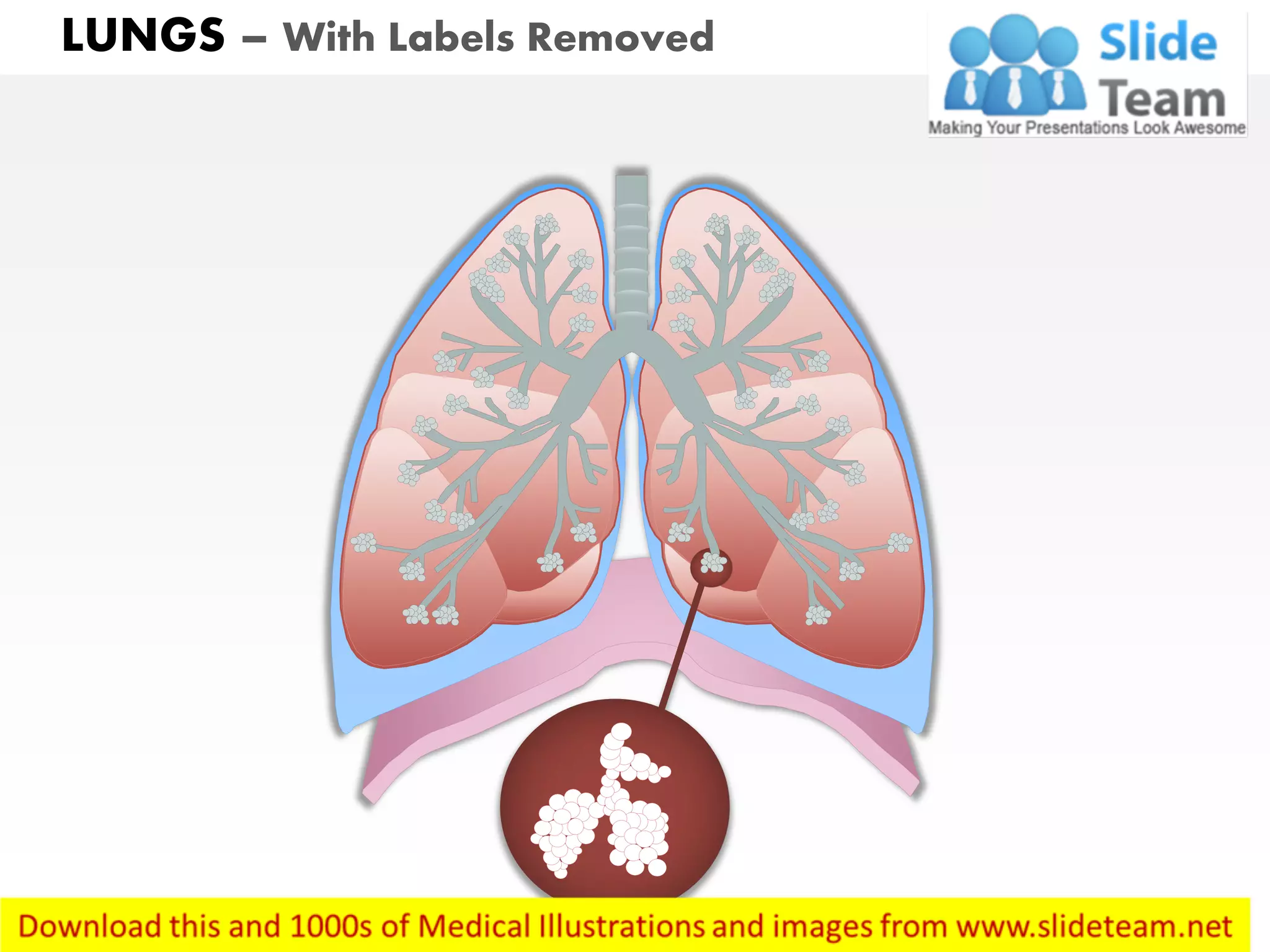 Anatomy of human lungs medical images for power point | PDF