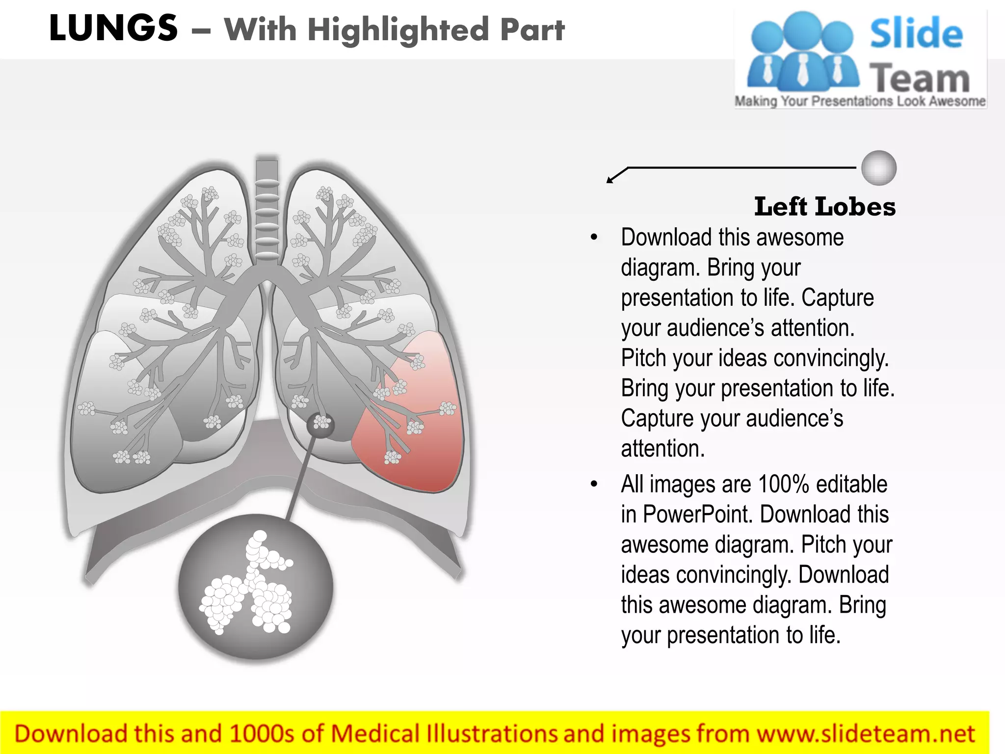 Anatomy of human lungs medical images for power point | PDF