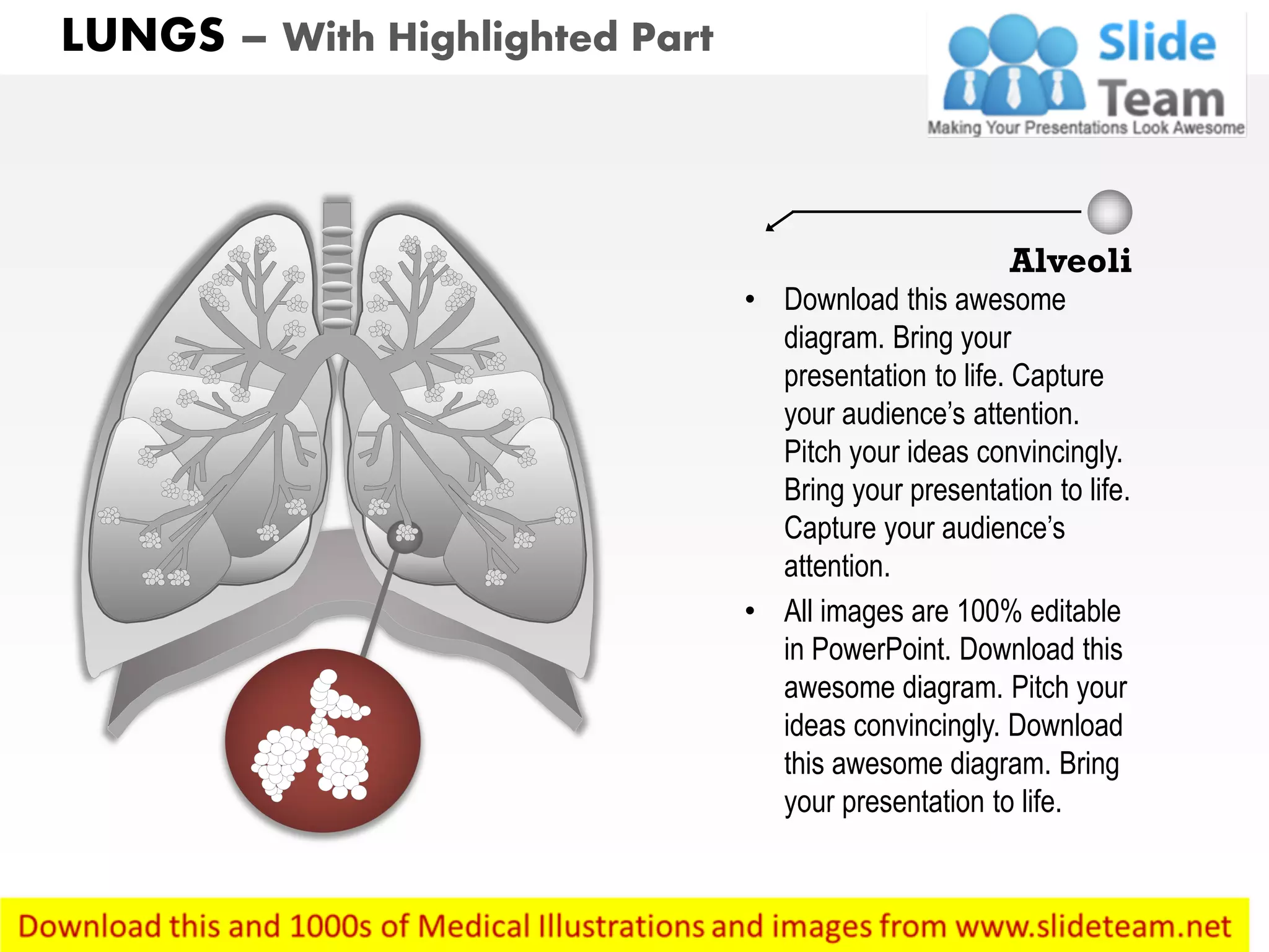 Anatomy of human lungs medical images for power point | PDF