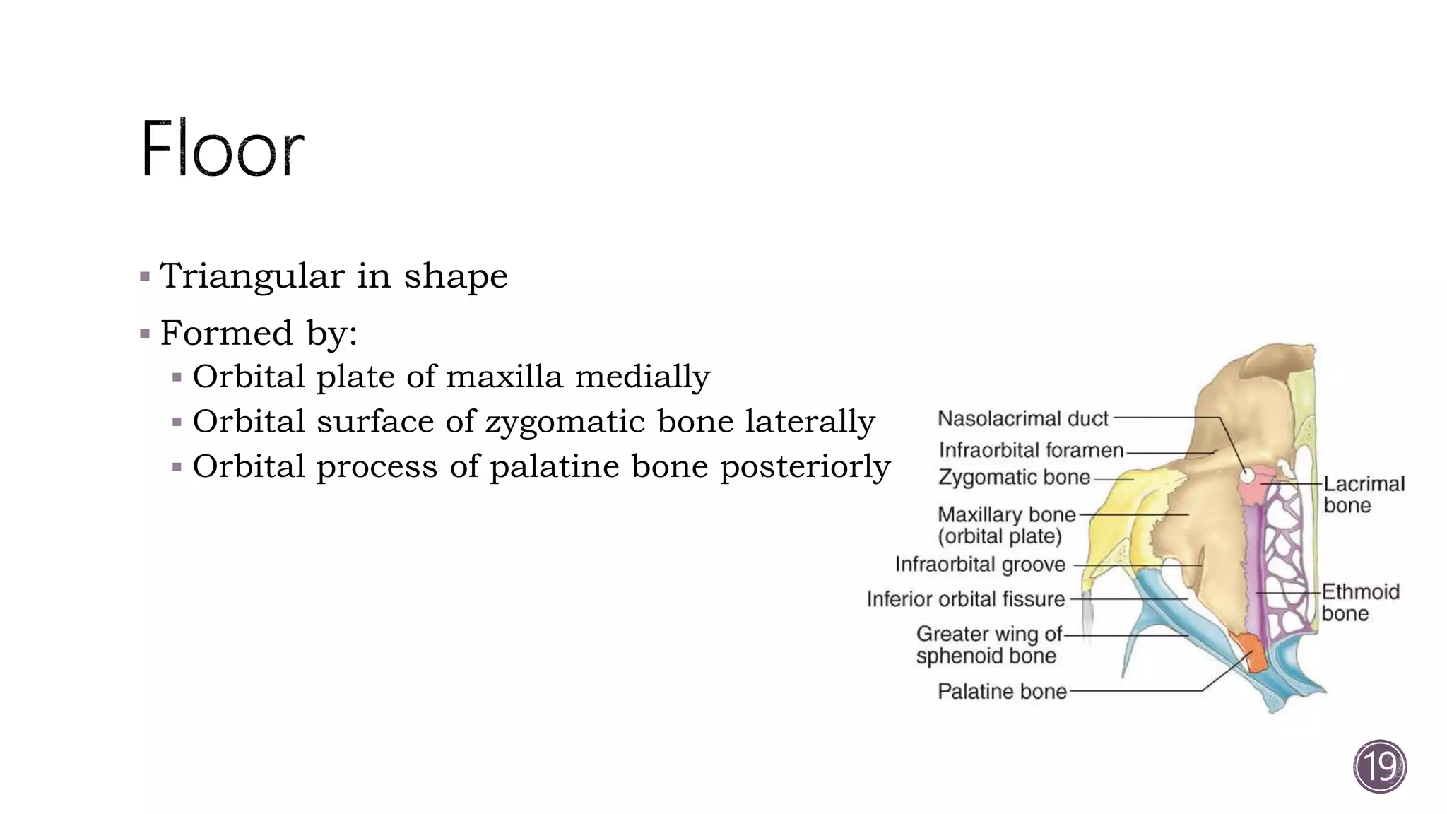 Anatomy of human orbit | PPTX