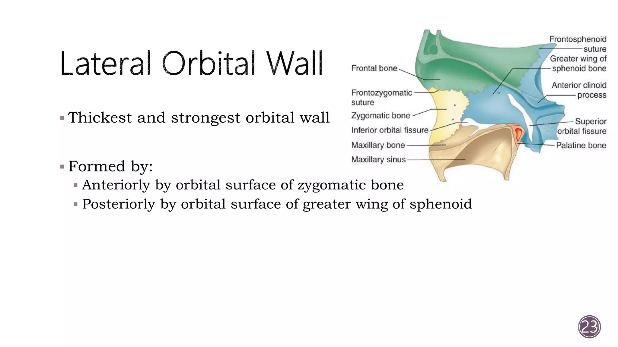 Anatomy of human orbit | PPTX