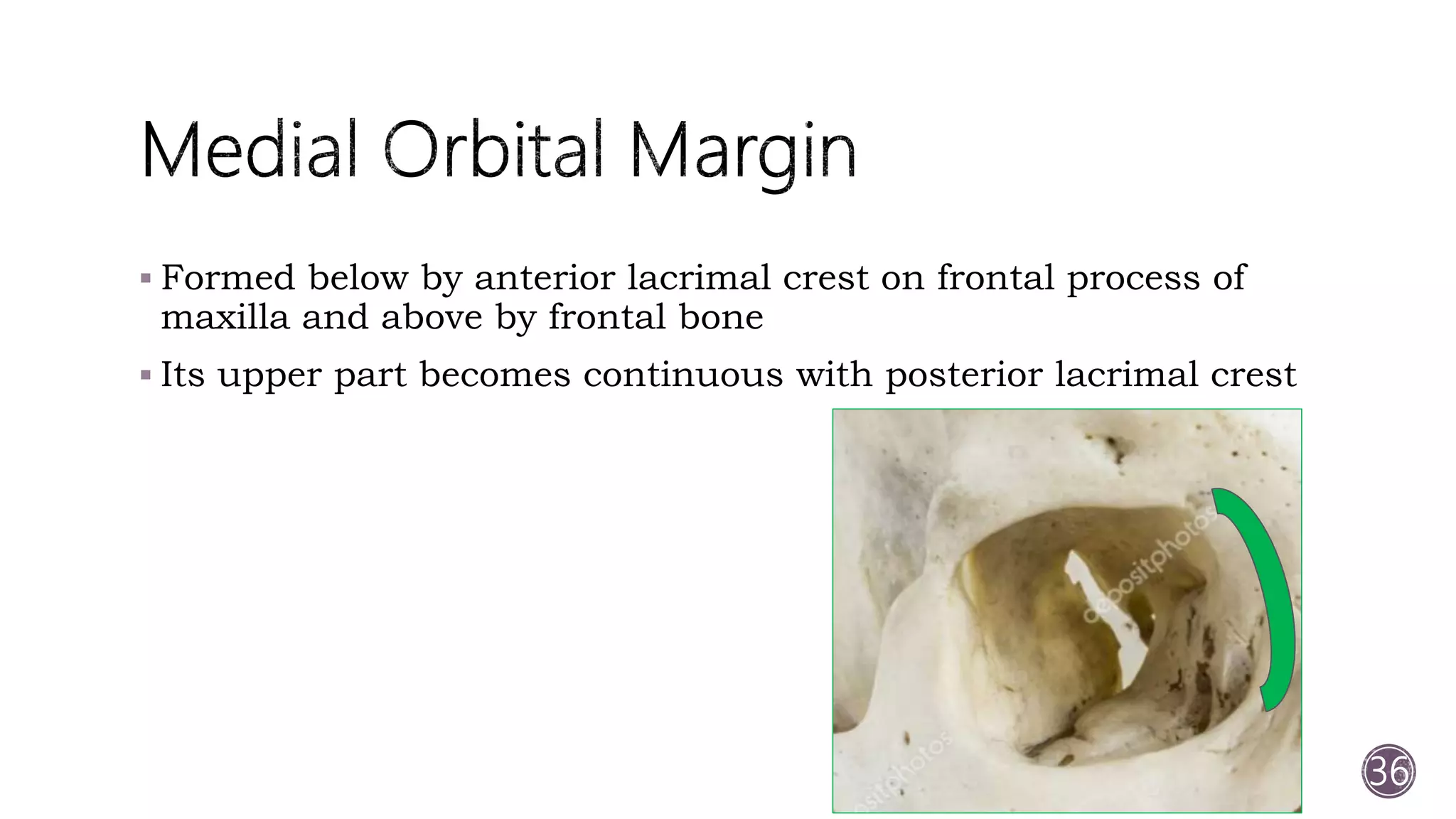 Anatomy of human orbit | PPT