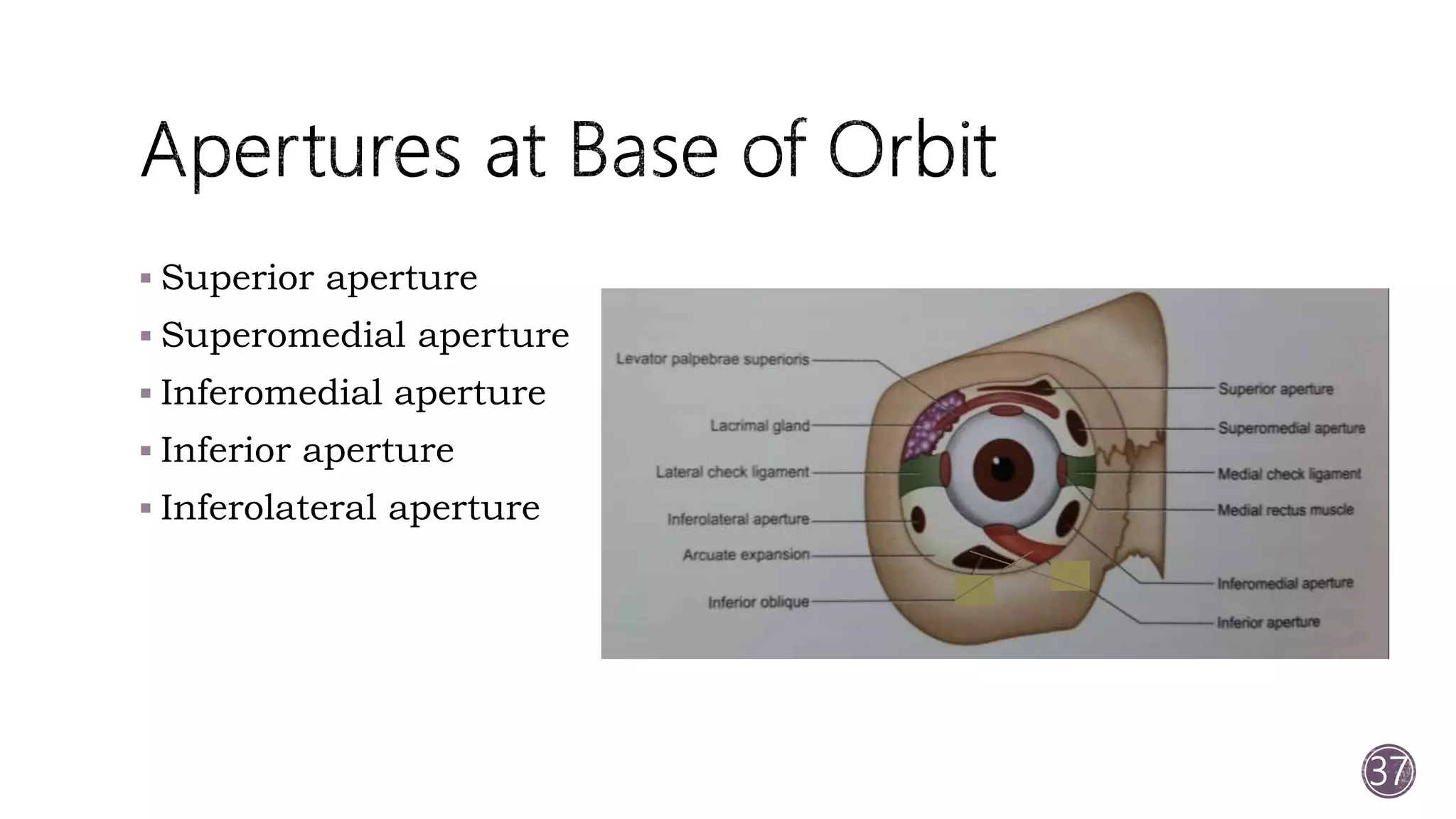 Anatomy of human orbit | PPT