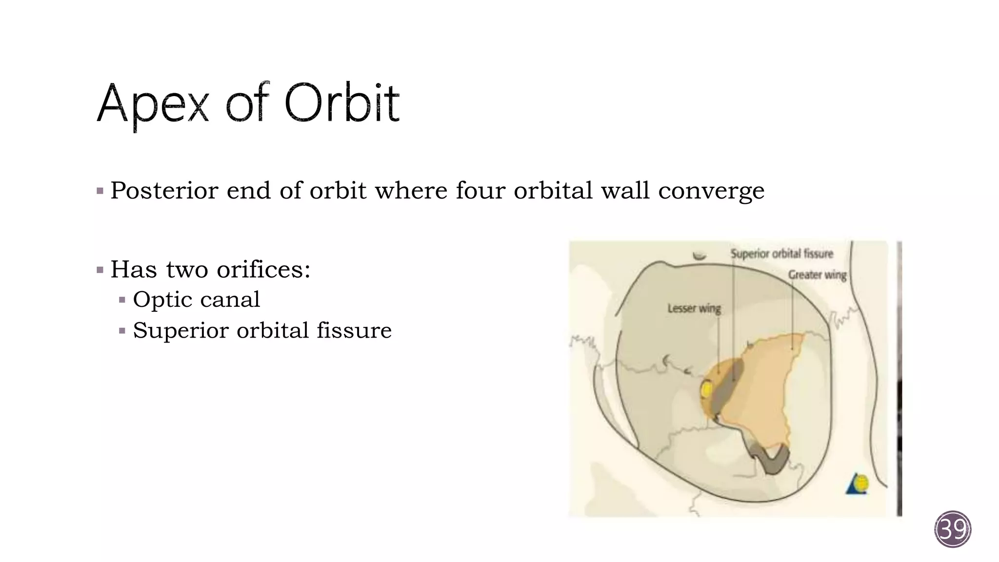 Anatomy of human orbit | PPT