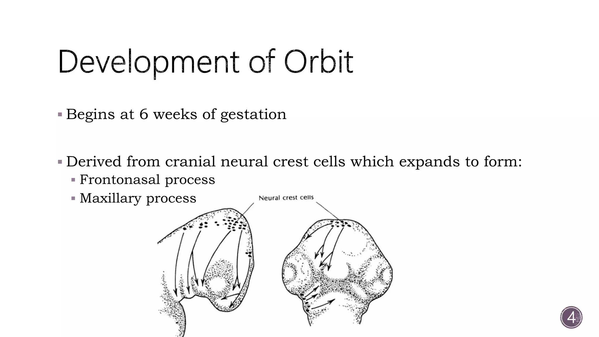 Anatomy of human orbit | PPTX