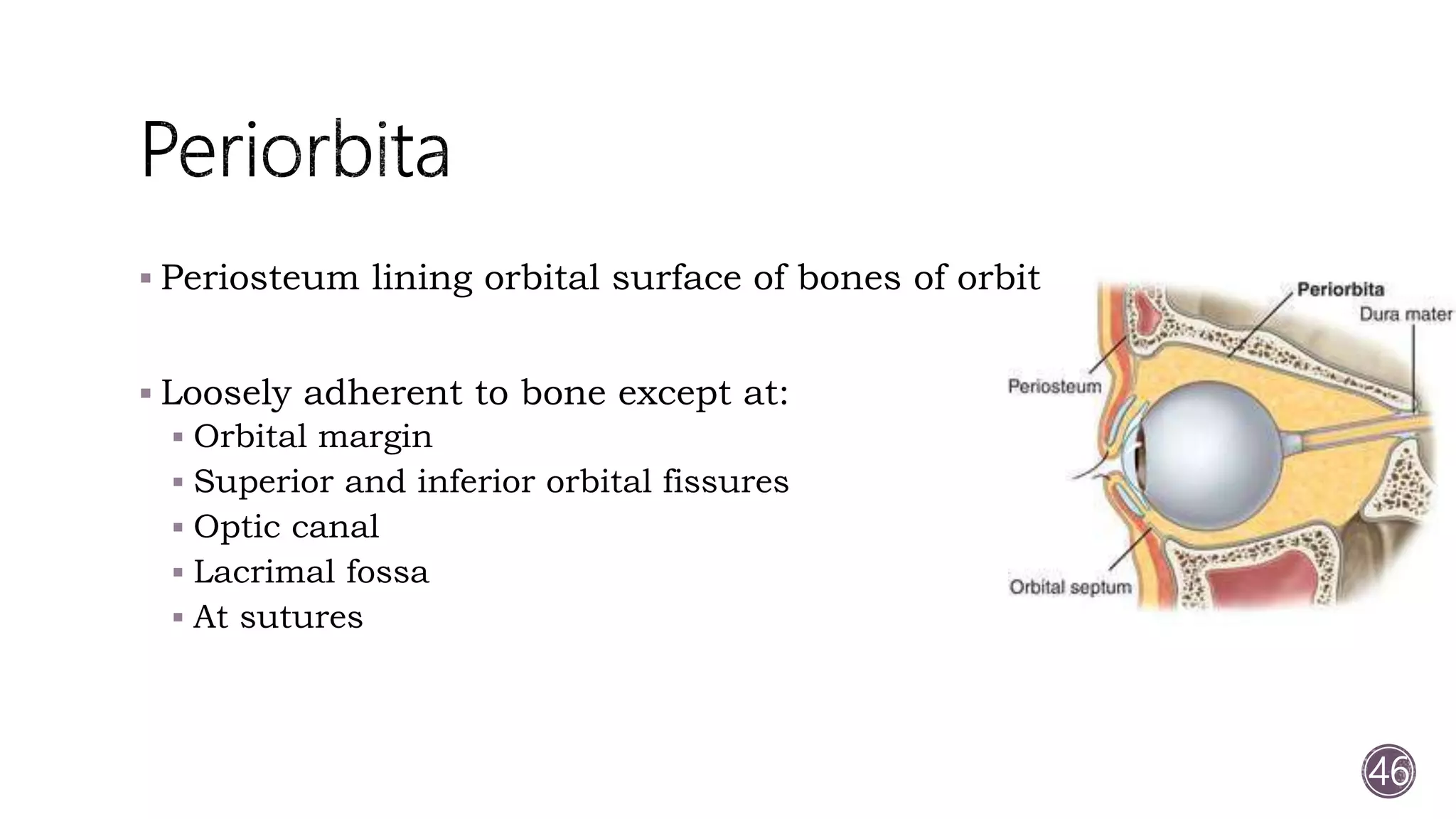 Anatomy of human orbit | PPT