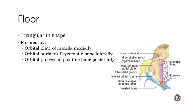 Anatomy of human orbit | PPT