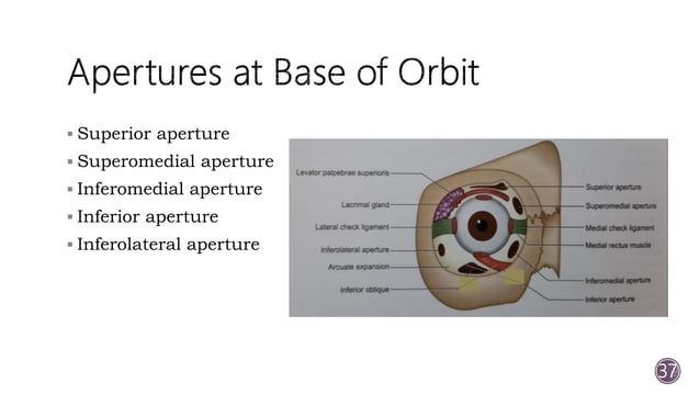 Anatomy of human orbit | PPT