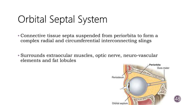 Anatomy of human orbit | PPT