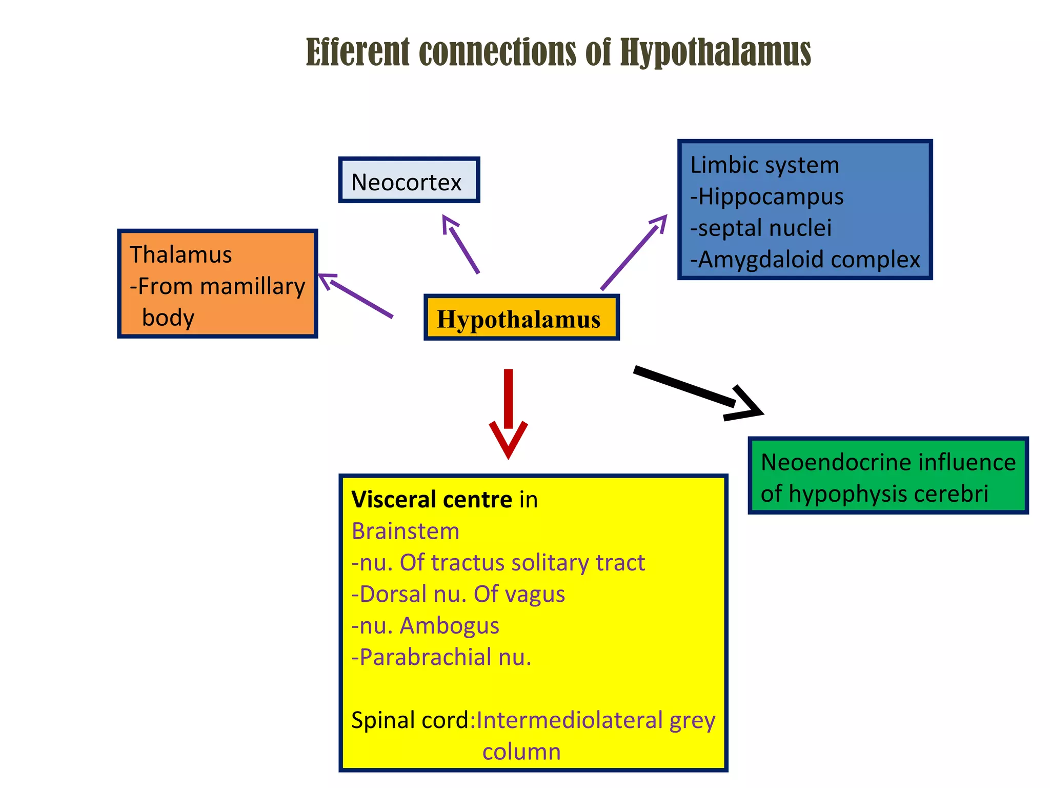 Anatomy of hypothalamus n limbic system | PPT