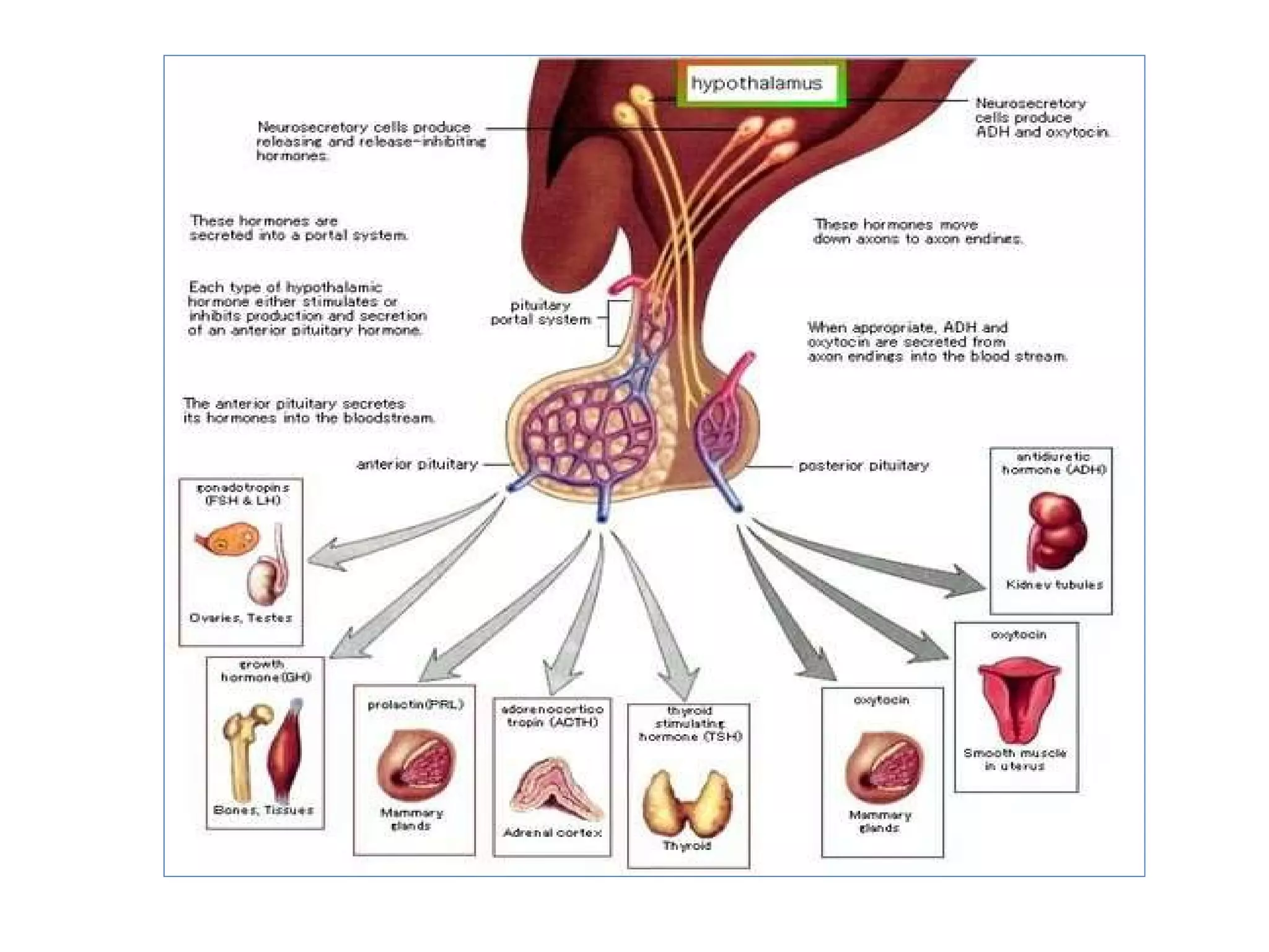 Anatomy of hypothalamus n limbic system | PPT
