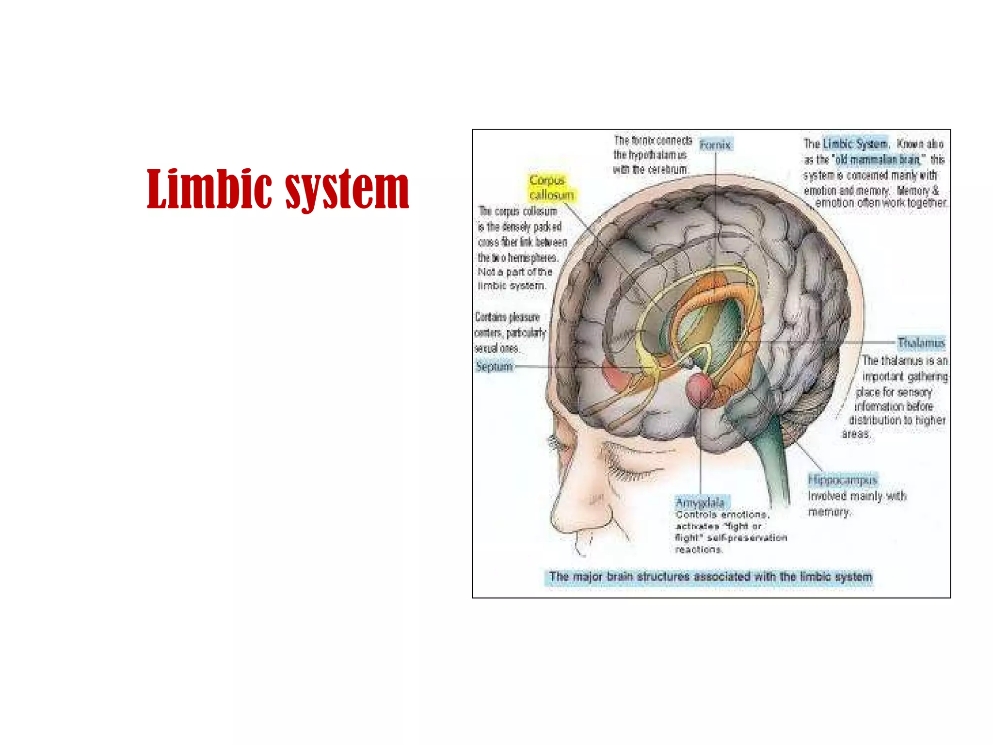 Anatomy of hypothalamus n limbic system | PPT