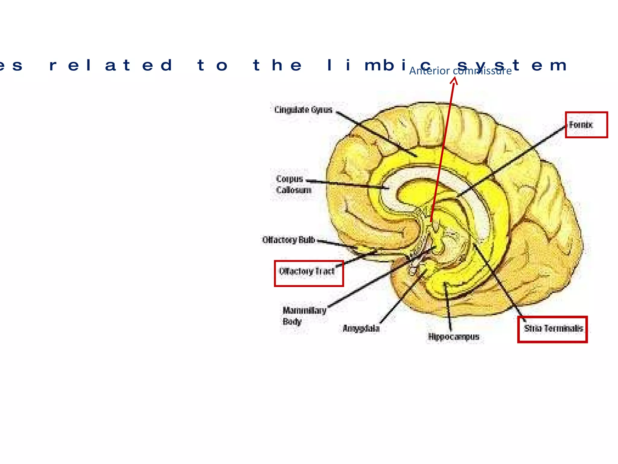 Anatomy of hypothalamus n limbic system | PPT