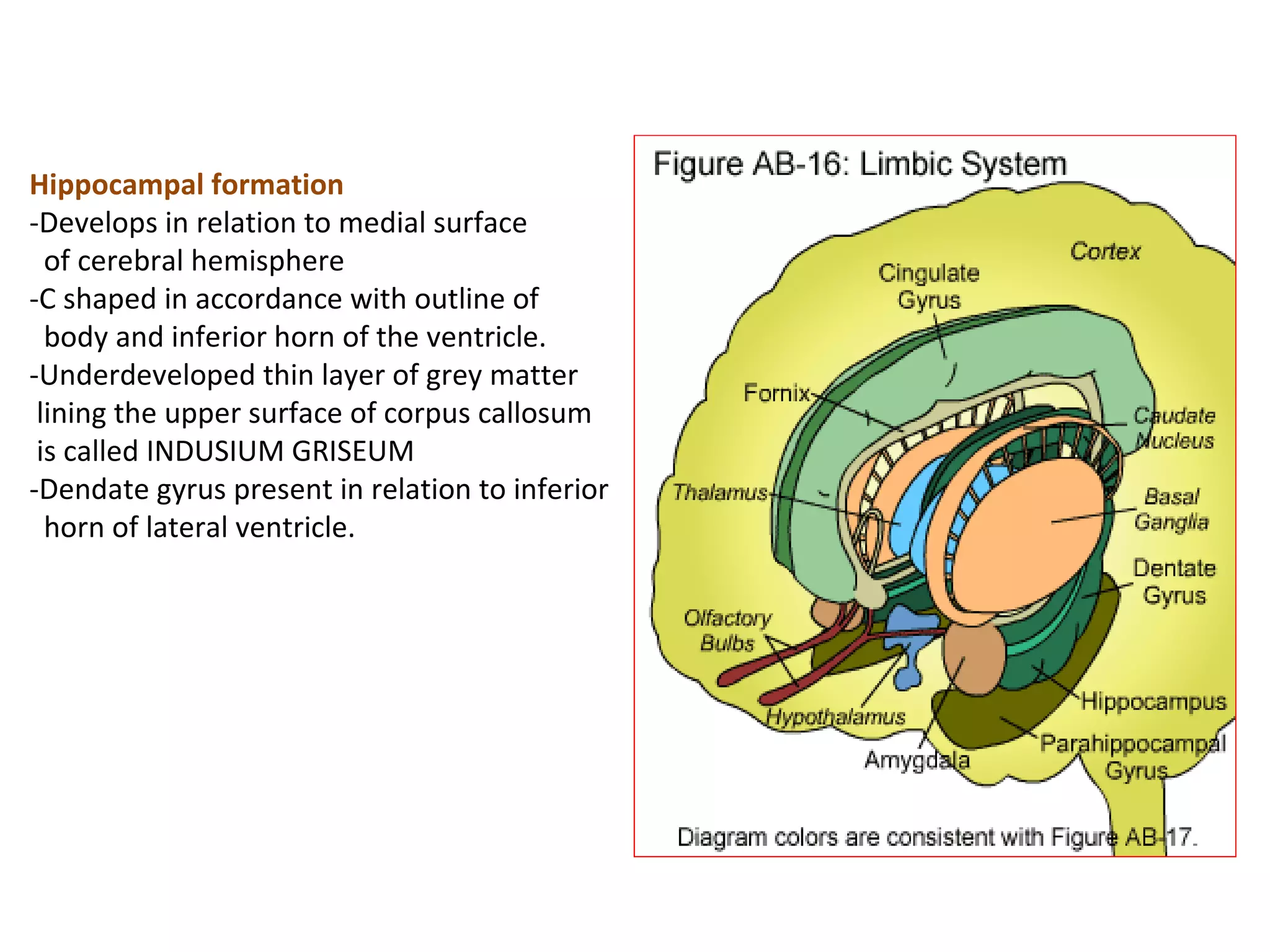 Anatomy of hypothalamus n limbic system | PPT